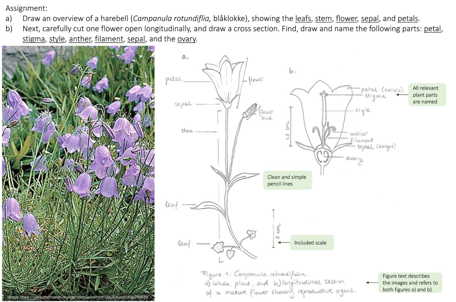 Schematic drawings of observations – bioWRITE
